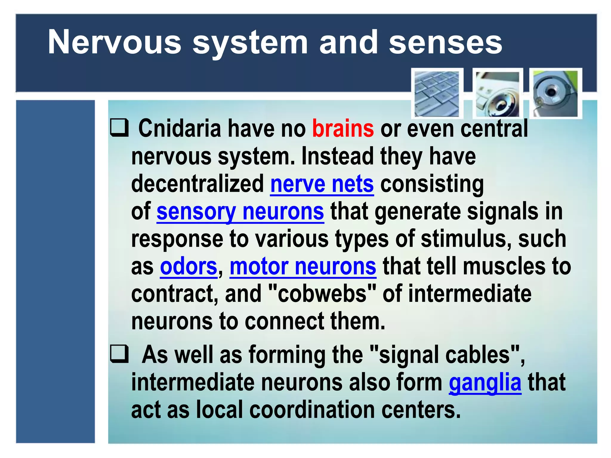 Phylum Cnidaria | PPTX