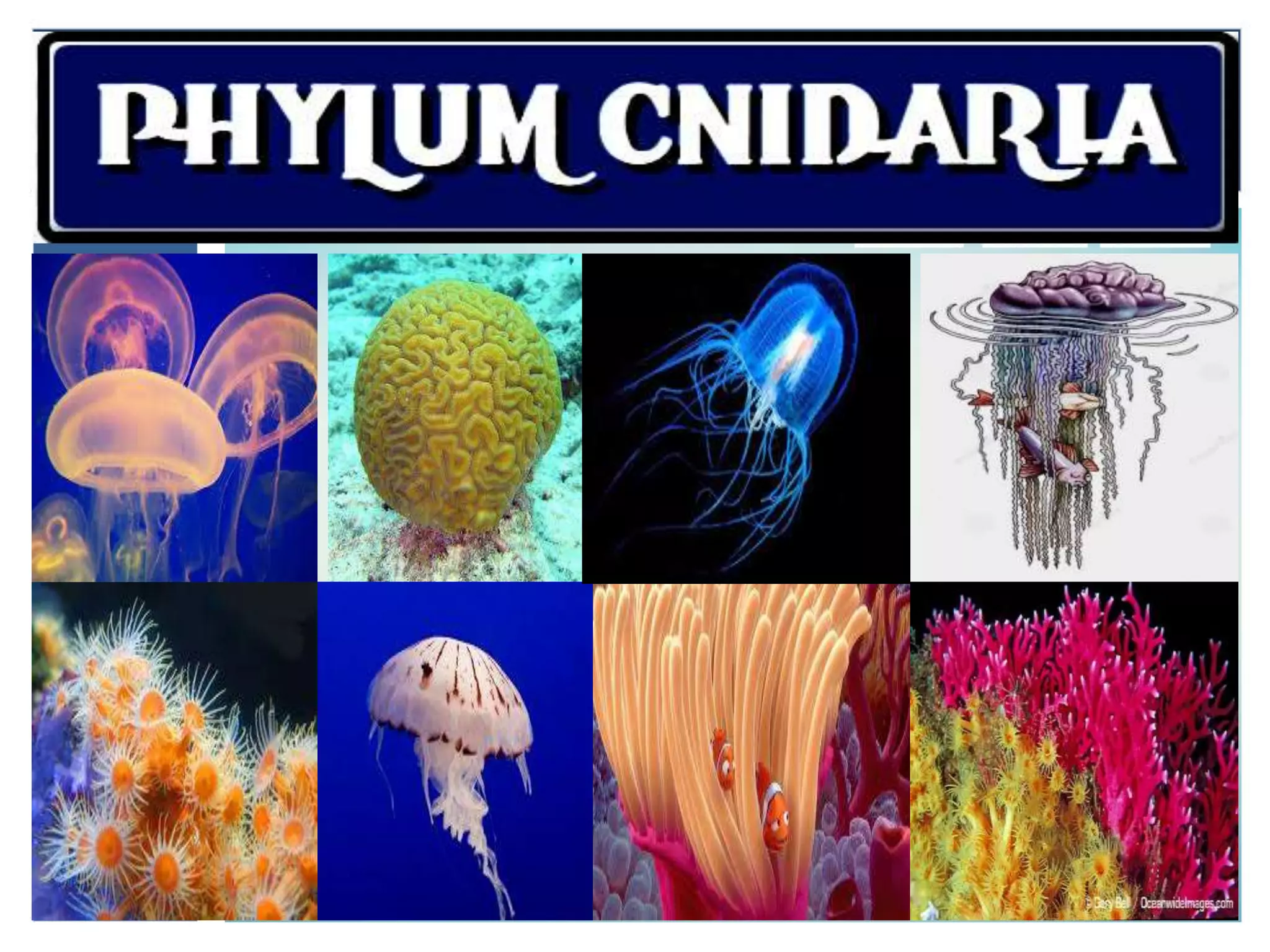 Phylum Cnidaria | PPTX