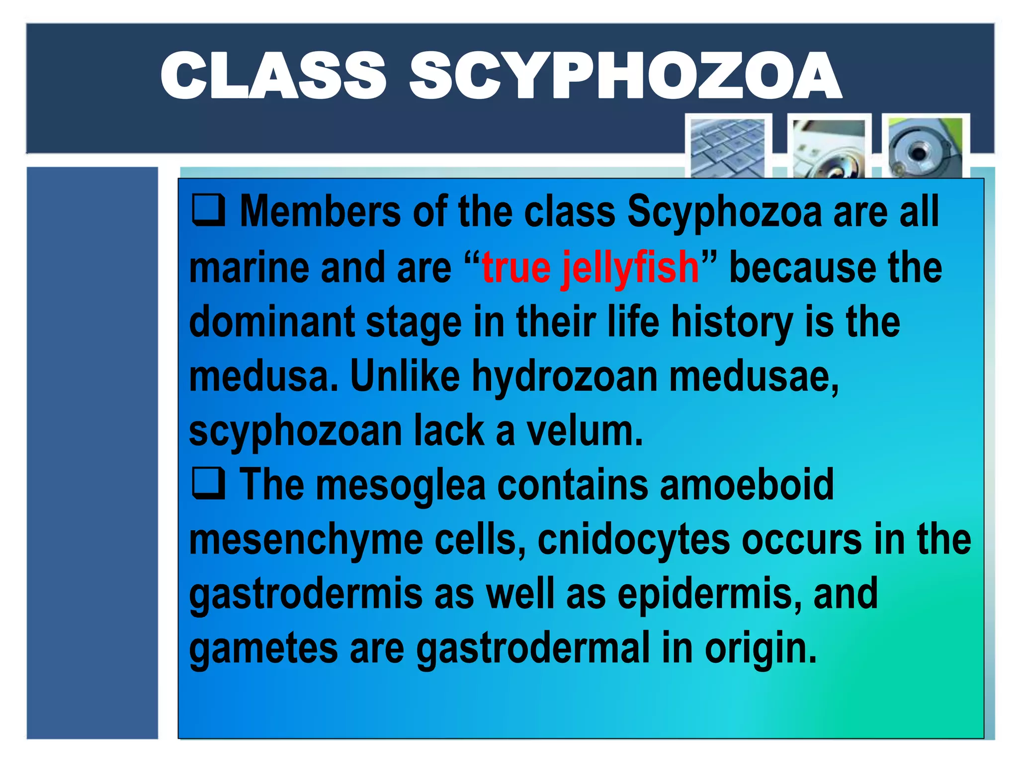 Phylum Cnidaria | PPTX