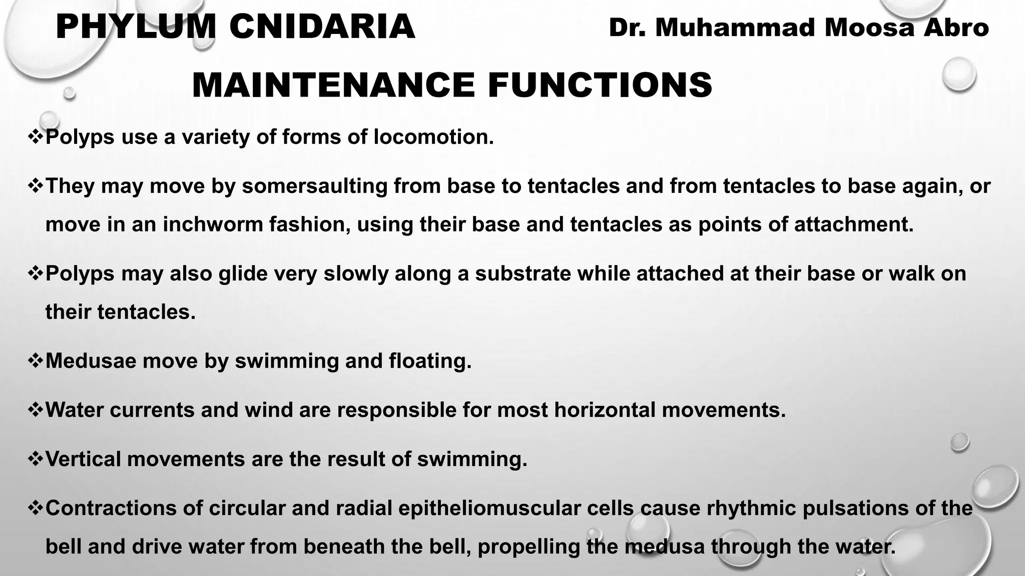 Phylum Cnidaria, Coelenterata pptx | PPTX