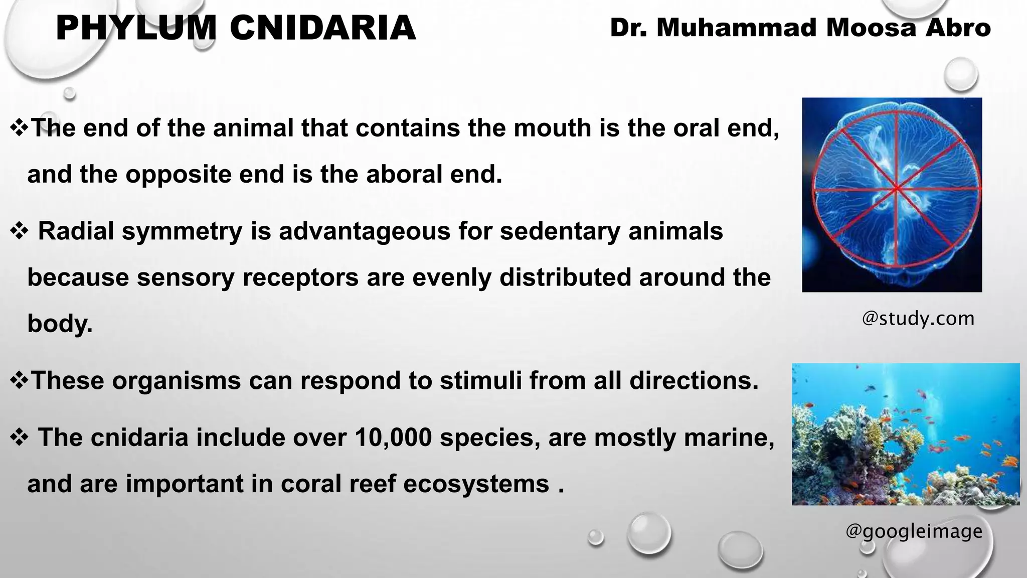 Phylum Cnidaria, Coelenterata pptx | PPTX