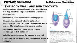 Phylum Cnidaria, Coelenterata pptx | PPTX