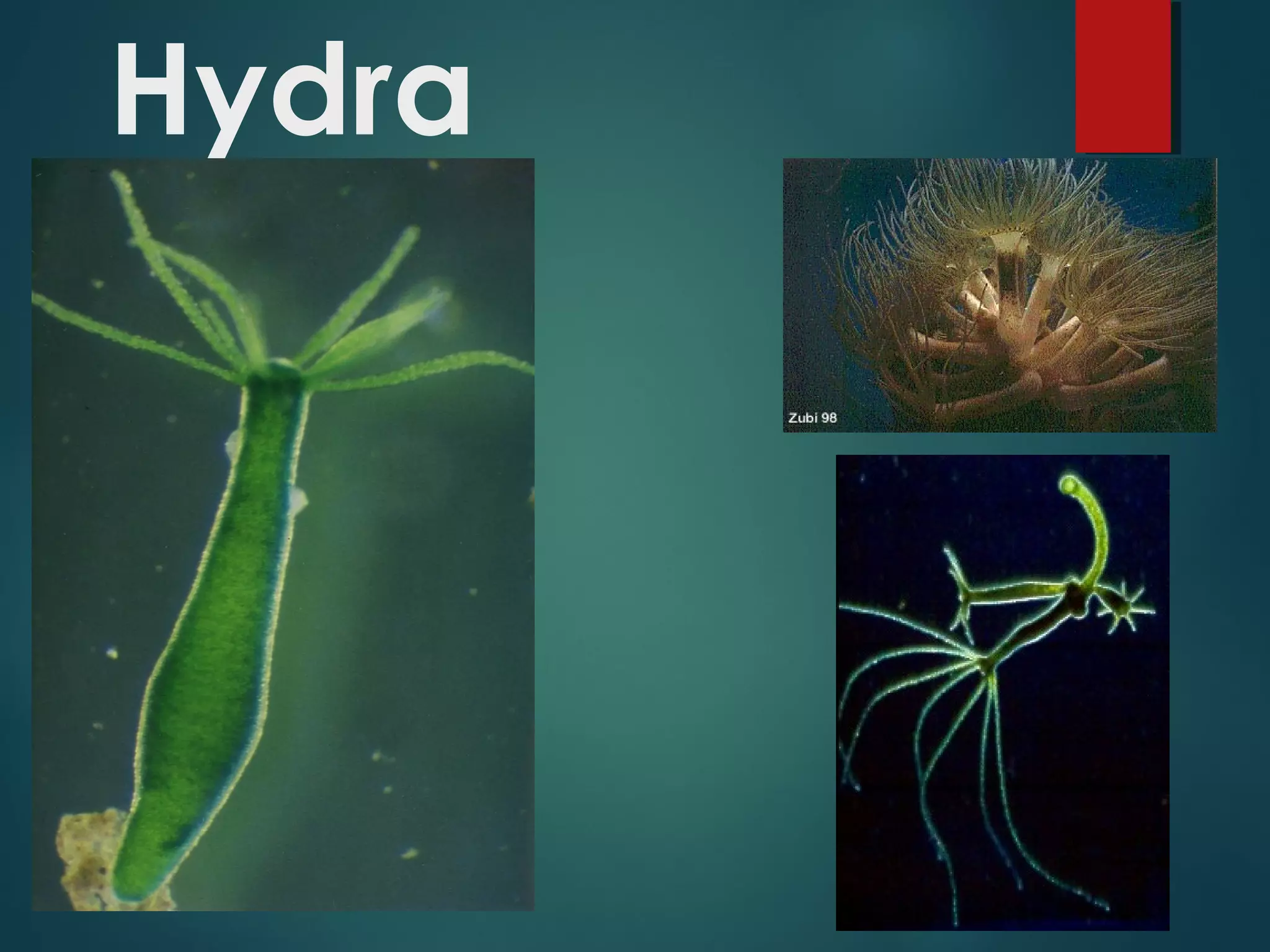 Phylum cnidaria | PPT