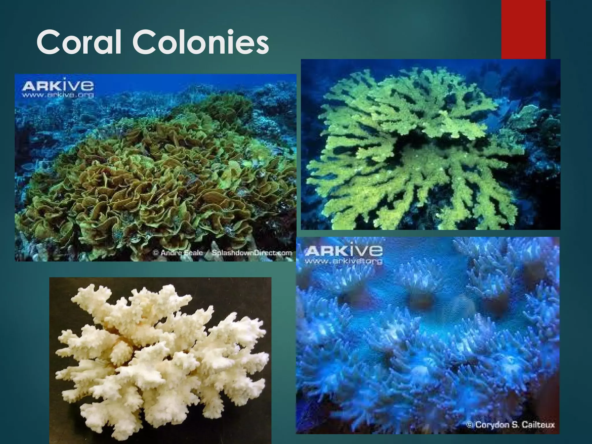 Phylum cnidaria | PPT