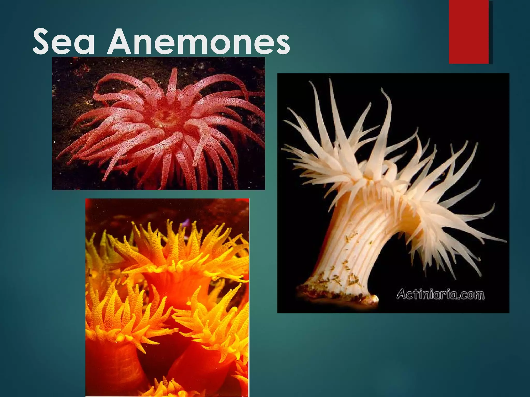 Phylum cnidaria | PPT