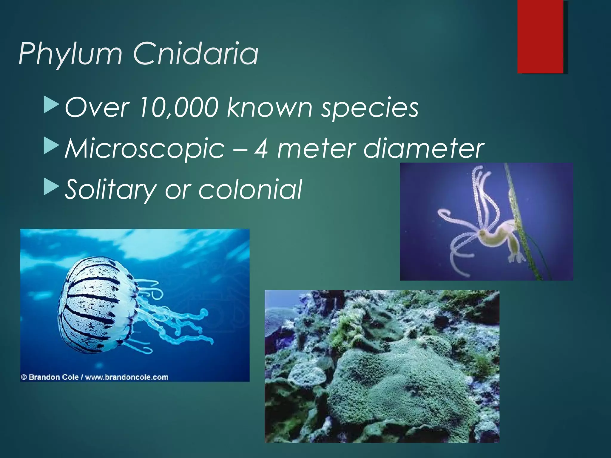 Phylum cnidaria | PPT