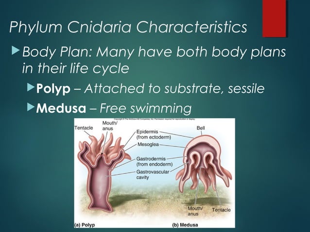 Phylum cnidaria | PPT