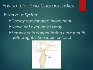 Phylum cnidaria | PPT