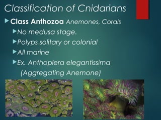 Phylum cnidaria | PPT