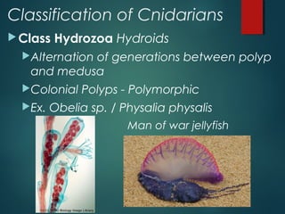 Phylum Cnidaria Polyp