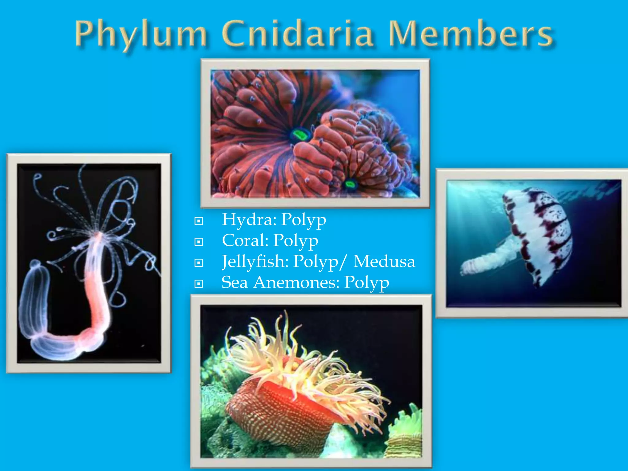 Phylum cnidaria report | PPTX