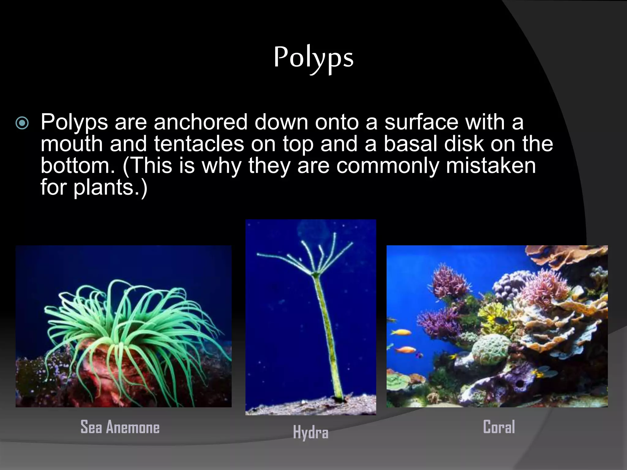 Phylum cnidaria report | PPTX