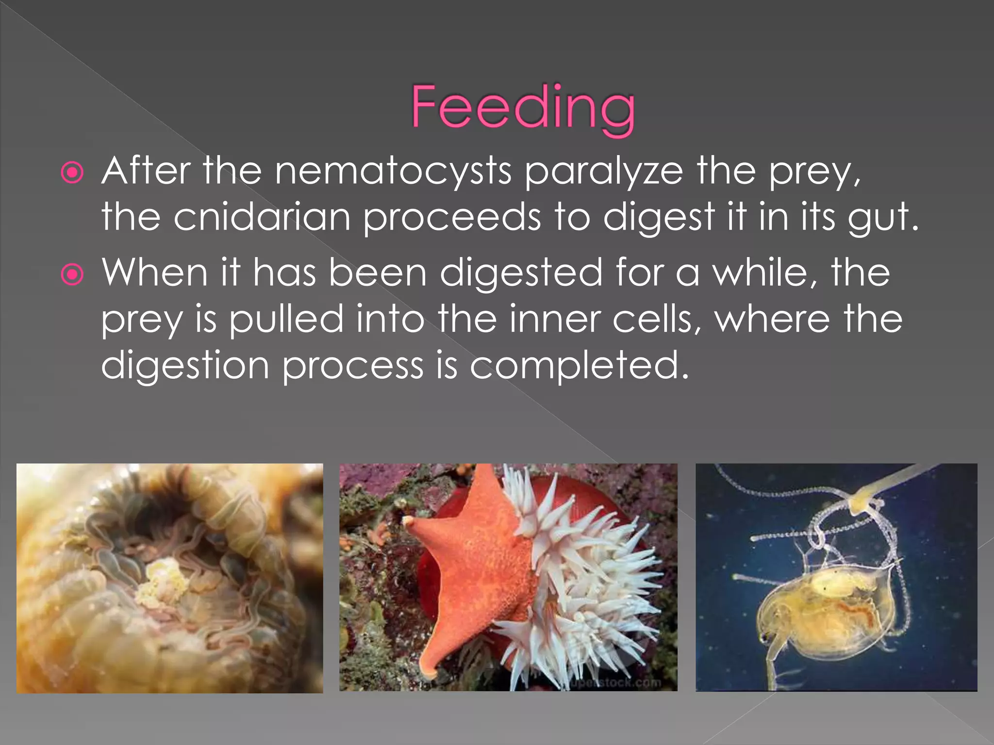 Phylum cnidaria report | PPTX