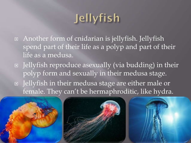 Phylum cnidaria report | PPTX