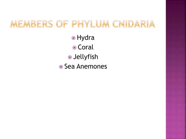 Phylum cnidaria report | PPTX