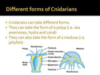 Phylum cnidaria report | PPTX