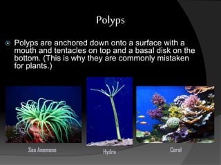 Cnidaria Basal