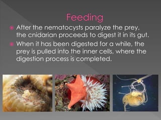 Cnidaria Basal