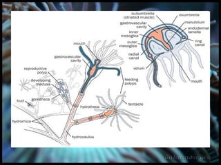 Phylum Cnidaria | PPT