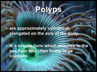 Phylum Cnidaria | PPT