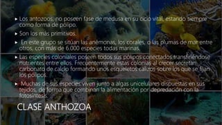Phylum cnidarios | PPTX