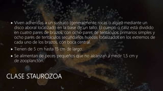 Phylum cnidarios | PPTX