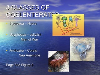 Coelenterates Examples