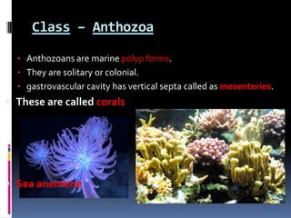 Phylum Coelenterata | PPTX