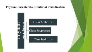 PHYLUM COELENTERATA (CNIDARIAN) CHARACTERISTICS | PPTX