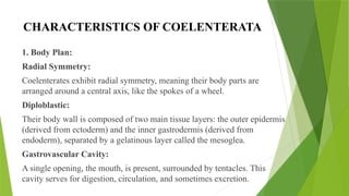 PHYLUM COELENTERATA (CNIDARIAN) CHARACTERISTICS | PPTX