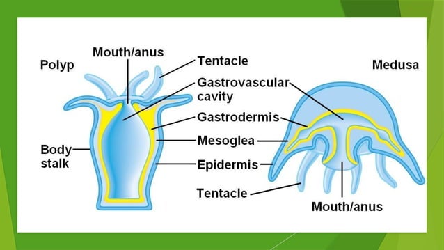 PHYLUM COELENTERATA (CNIDARIAN) CHARACTERISTICS | PPTX
