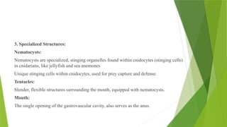 PHYLUM COELENTERATA (CNIDARIAN) CHARACTERISTICS | PPTX