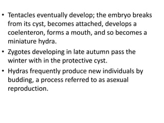 PHYLUM COELENTERATA (Cnidaria).pptx