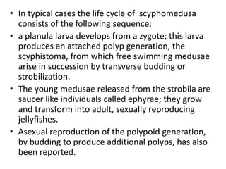 PHYLUM COELENTERATA (Cnidaria).pptx