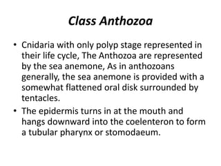 PHYLUM COELENTERATA (Cnidaria).pptx