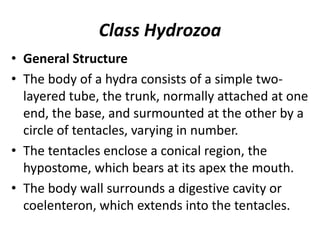PHYLUM COELENTERATA (Cnidaria).pptx