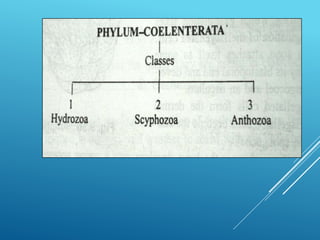 Phylum coelentrata | PPT