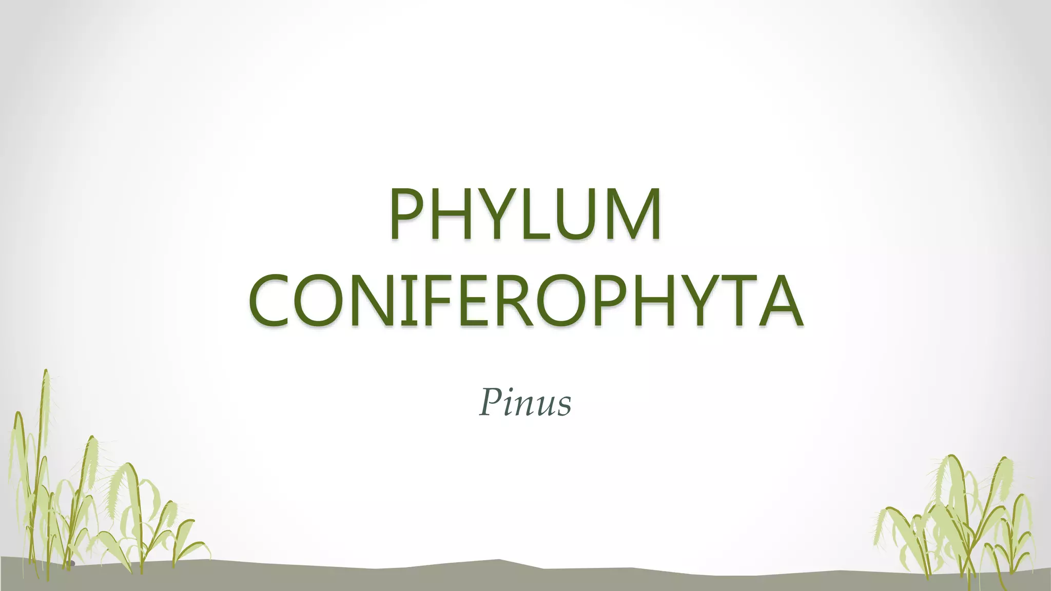 Form 6: Phylum Coniferophyta | PPTX