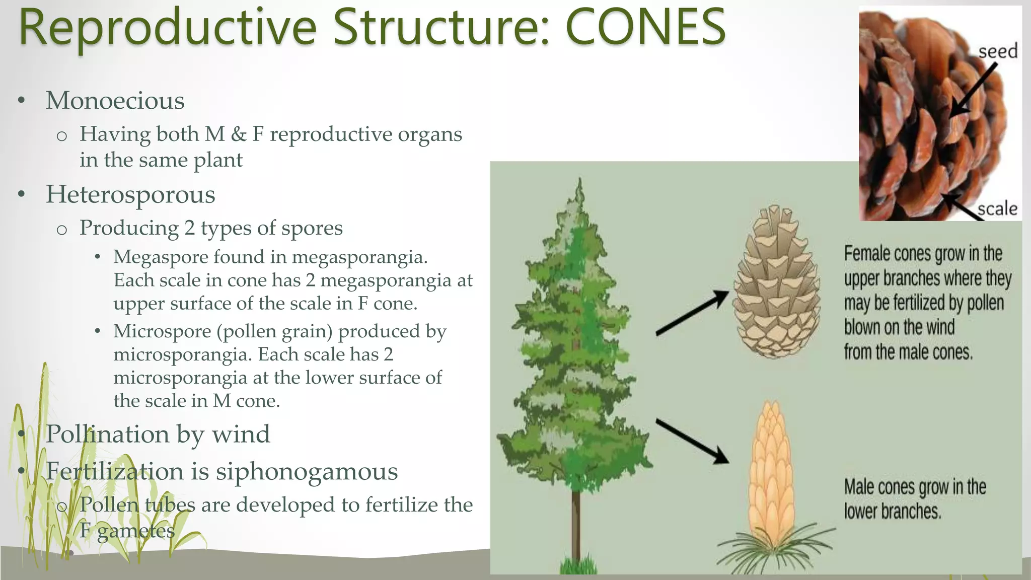 Form 6: Phylum Coniferophyta | PPT