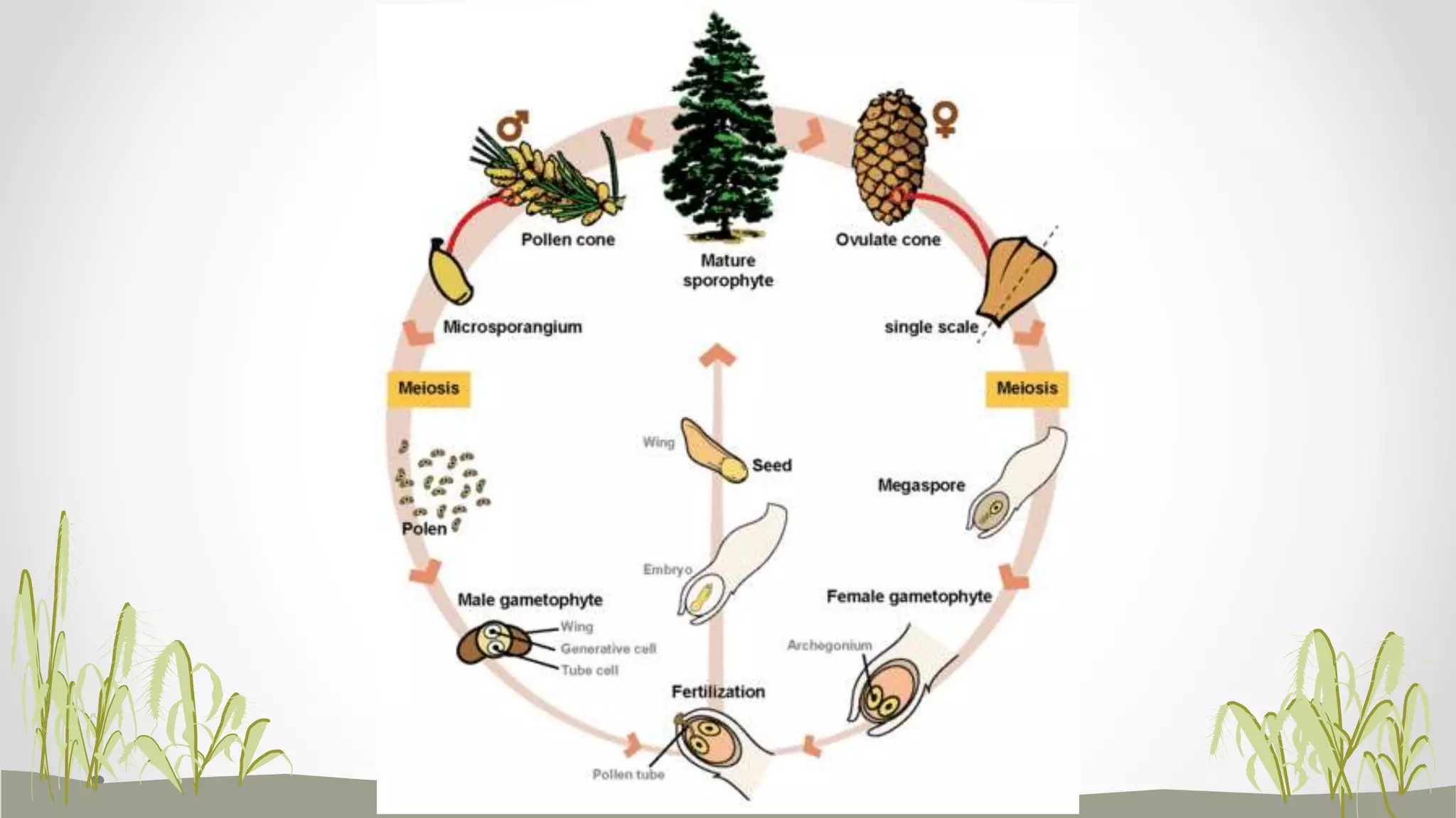 Form 6: Phylum Coniferophyta | PPTX