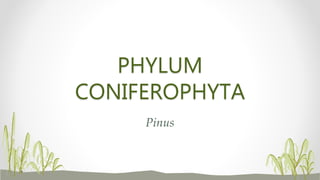 Form 6: Phylum Coniferophyta | PPTX