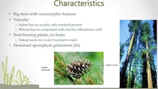 Phylum Coniferophyta