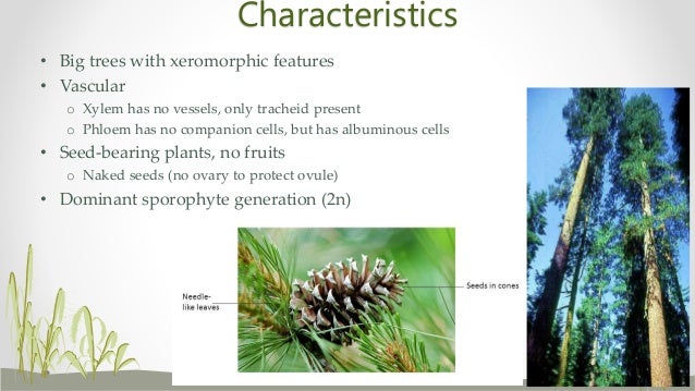 Form 6: Phylum Coniferophyta