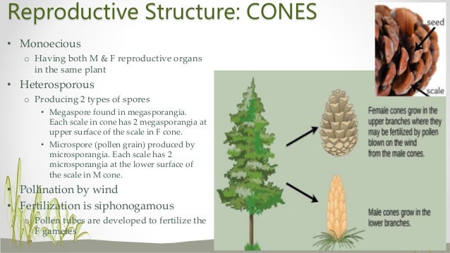 Form 6 Phylum Coniferophyta