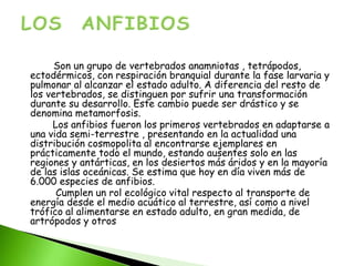 Phylum cordados | PPTX