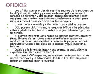 Phylum cordados | PPTX