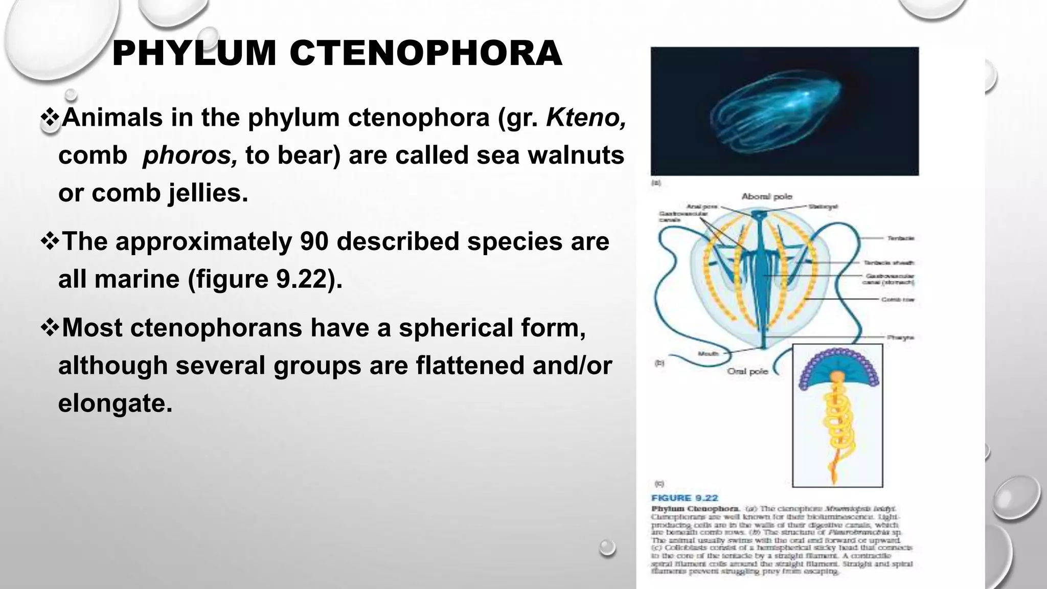 Phylum Ctenophora , Comb Jellies pptx | PPTX