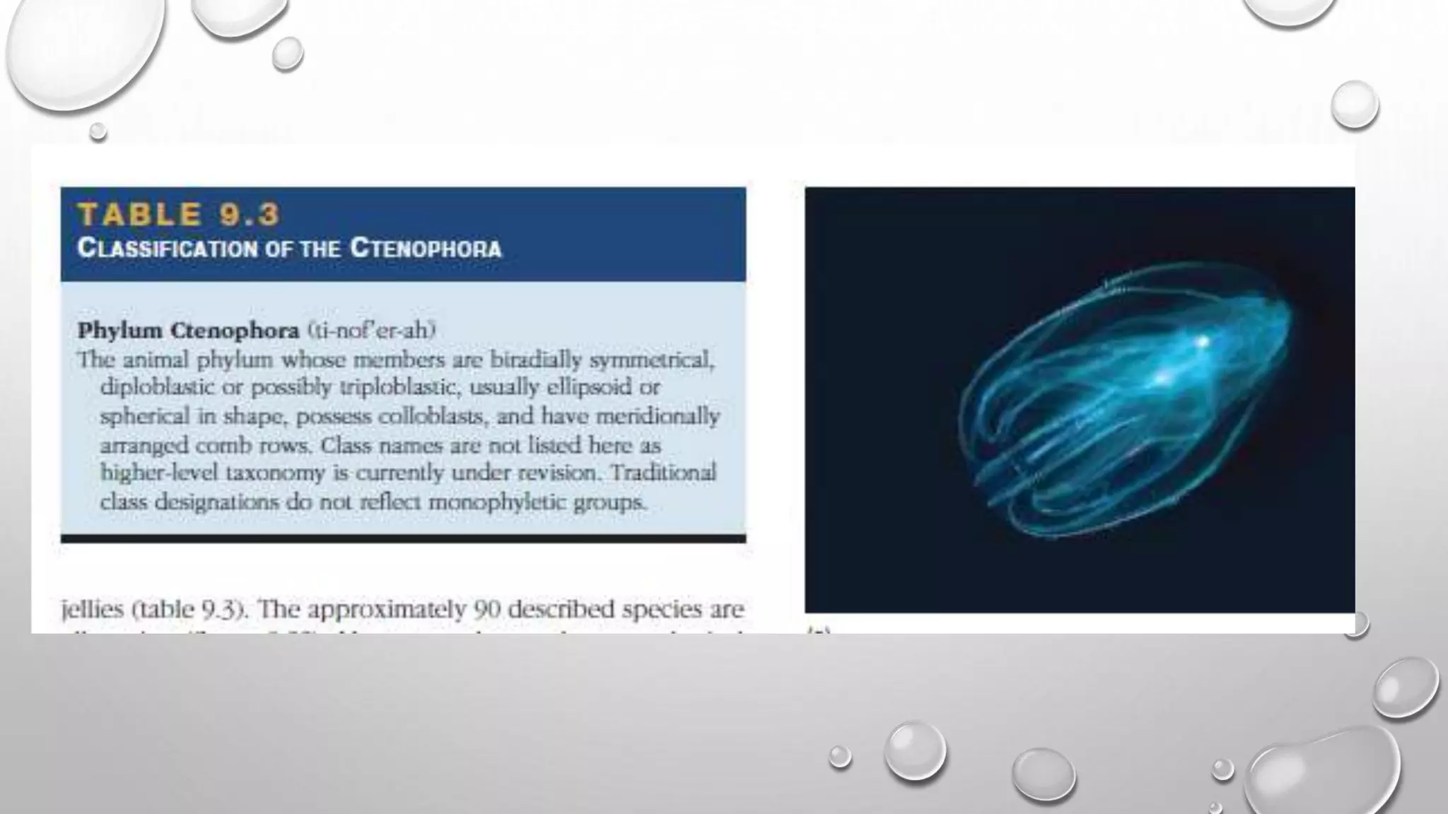 Phylum Ctenophora , Comb Jellies pptx | PPTX