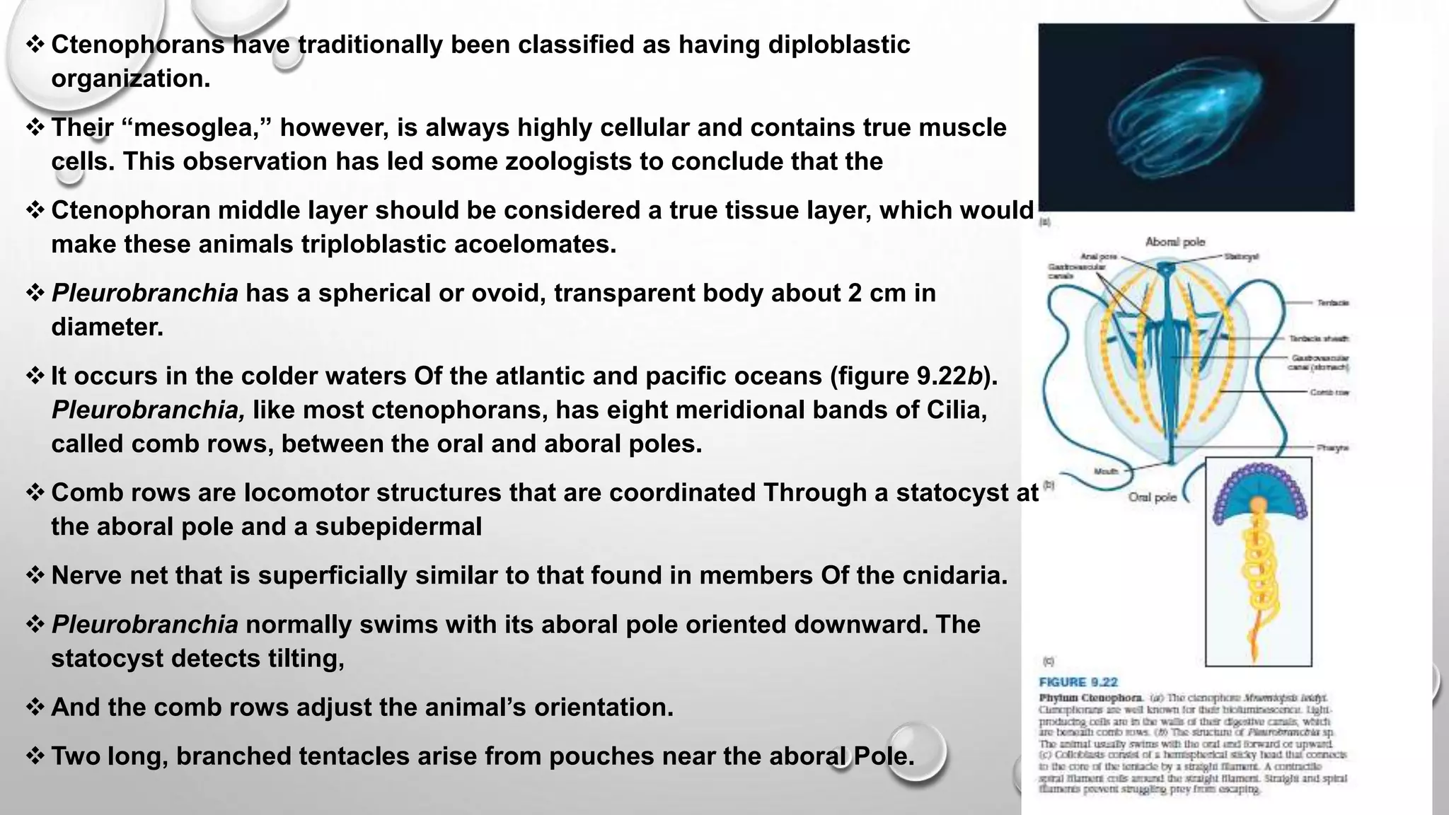 Phylum Ctenophora , Comb Jellies pptx | PPTX