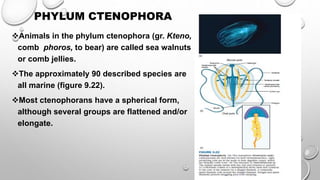 Ctenophora Comb Rows